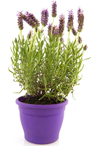 Floramut Saksıda Lavanta Çiçeği Fidanı Floramut Saksıda Lavanta Çiçeği Fidanı
