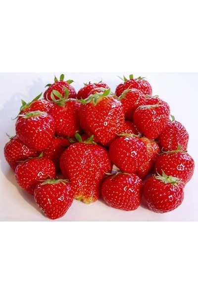 Arzuman Yediveren Çilek Tohumu 100 Adet Arzuman Yediveren Çilek Tohumu 100 Adet