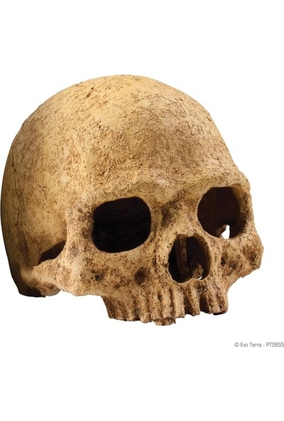 Exo Terra PT2855-EXO Terra Kafa Tası Şekilli Sürüngen Yuvası