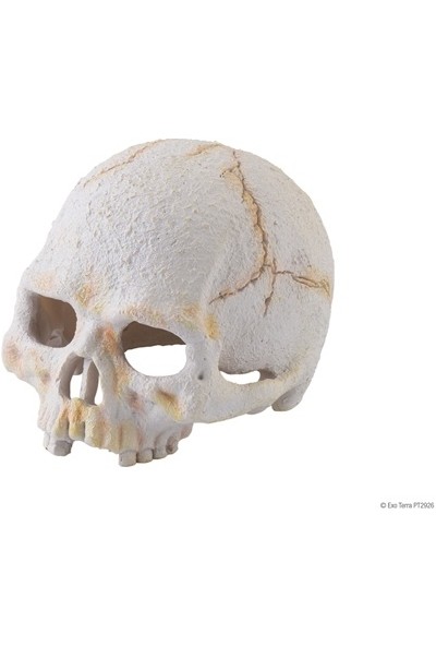 Exo Terra PT2926-EXO Terra Sürüngenler Için Primat Kafatası - Küçük