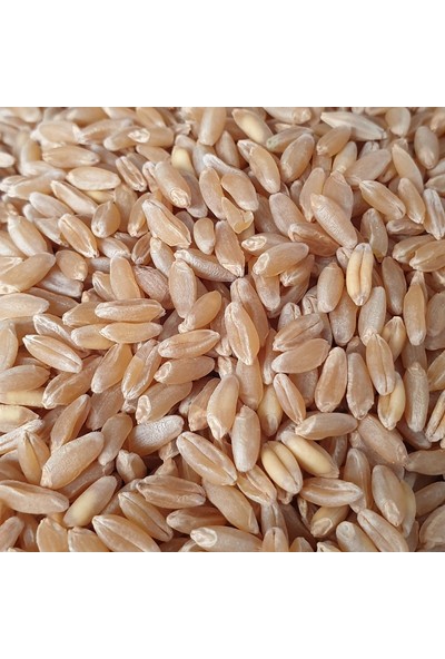 CP 10 kg Iri Tanecikli Buğday Tavuk Güvercin Yemi Kılçıksız Elenmiş Ekin Ördek Kaz Yemi Kuş Yemi Buğday CP 10 kg Iri Tanecikli Buğday Tavuk Güvercin Yemi Kılçıksız Elenmiş Ekin Ördek Kaz Yemi Kuş Yemi Buğday