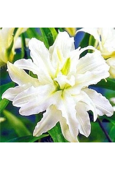 Nandina Botanik 3 Adet Katmerli Beyaz Kokulu Lilyum (Zambak) Çiçeği Soğanı