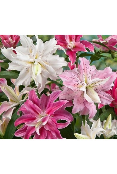 Nandina Botanik 3'lü Katmerli Karışık Kokulu Lilyum (Zambak) Çiçeği Soğanı