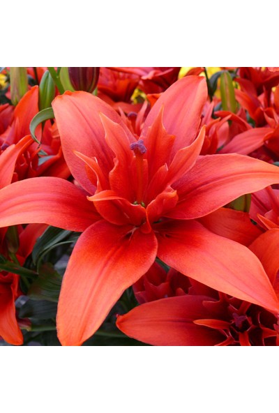 Nandina Botanik 3 Adet Katmerli Kırmızı Kokulu Lilyum (Zambak) Çiçeği Soğanı