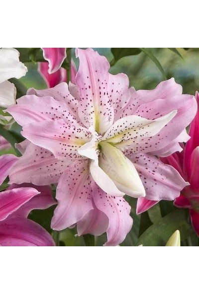 Nandina Botanik 3 Adet Katmerli Açık Lila Kokulu Lilyum (Zambak) Çiçeği Soğanı