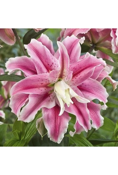 Nandina Botanik 3 Adet Katmerli Şeker Pembe Kokulu Lilyum (Zambak) Çiçeği Soğanı Nandina Botanik 3 Adet Katmerli Şeker Pembe Kokulu Lilyum (Zambak) Çiçeği Soğanı