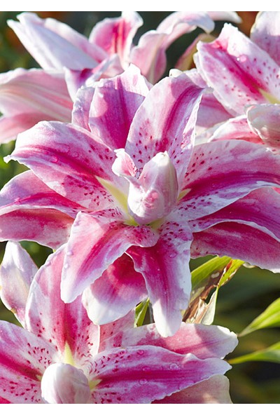 Nandina Botanik 3 Adet Katmerli Koyu Ebruli Kokulu Lilyum (Zambak) Çiçeği Soğanı Nandina Botanik 3 Adet Katmerli Koyu Ebruli Kokulu Lilyum (Zambak) Çiçeği Soğanı