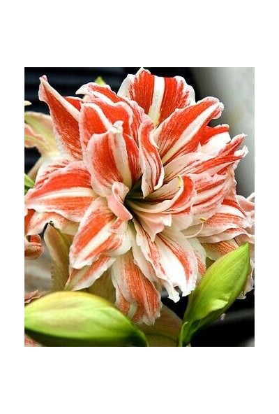 Nandina Botanik 3 Adet Katmerli Yavruağzı Kokulu Lilyum (Zambak) Çiçeği Soğanı