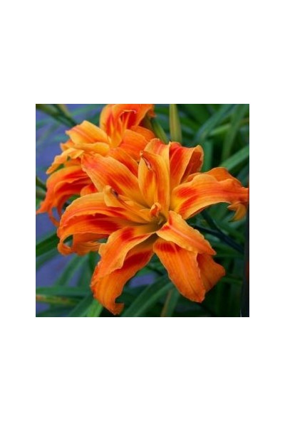 Nandina Botanik 3 Adet Katmerli Turuncu Kokulu Lilyum (Zambak) Çiçeği Soğanı