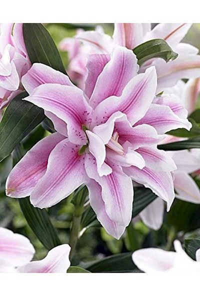 Nandina Botanik 3 Adet Katmerli Lila Kokulu Lilyum (Zambak) Çiçeği Soğanı