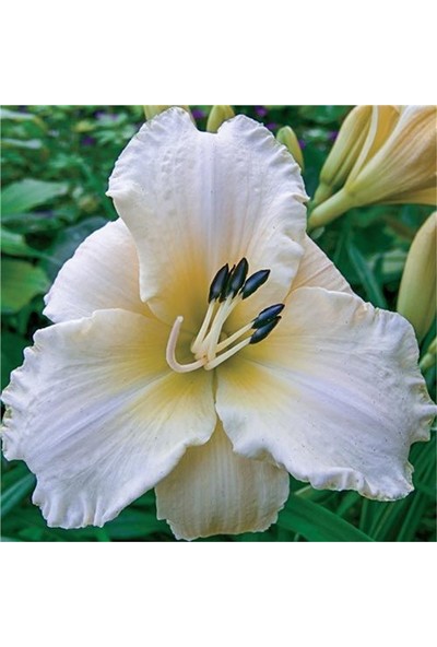 Nandina Botanik 3 Adet Katmerli Krem Rengi Kokulu Lilyum (Zambak) Çiçeği Soğanı