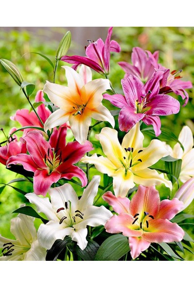 Nandina Botanik 5 Adet 5 Renk Karışık Kokulu Lilyum (Zambak) Çiçeği Soğanı