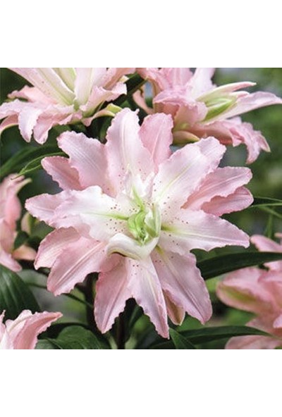 Nandina Botanik 3 Adet Aktmerli Soft Pembe Kokulu Lilyum (Zambak) Çiçeği Soğanı Nandina Botanik 3 Adet Aktmerli Soft Pembe Kokulu Lilyum (Zambak) Çiçeği Soğanı