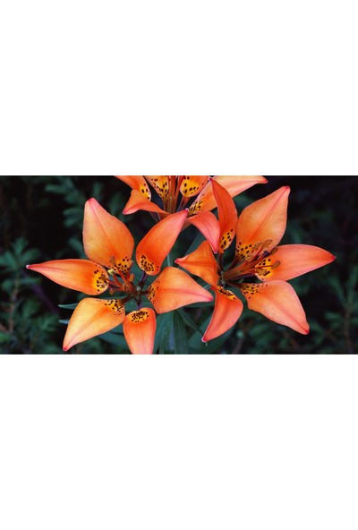 Nandina Botanik 3 Adet Çilli Turuncu Kokulu Lilyum (Zambak) Çiçeği Soğanı Nandina Botanik 3 Adet Çilli Turuncu Kokulu Lilyum (Zambak) Çiçeği Soğanı