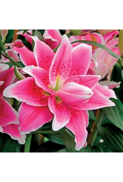 Nandina Botanik 3 Adet Katmerli Parlak Pembe Kokulu Lilyum (Zambak) Çiçeği Soğanı Nandina Botanik 3 Adet Katmerli Parlak Pembe Kokulu Lilyum (Zambak) Çiçeği Soğanı