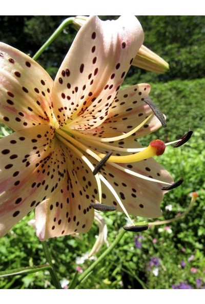 Nandina Botanik 3 Adet Koyu Çilli Pudra Pembe Kokulu Lilyum (Zambak) Çiçeği Soğanı Nandina Botanik 3 Adet Koyu Çilli Pudra Pembe Kokulu Lilyum (Zambak) Çiçeği Soğanı