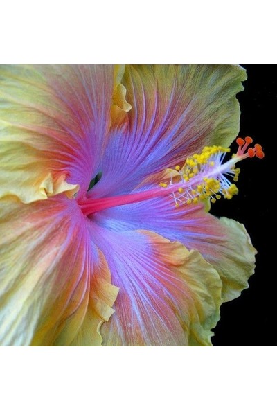 Nandina Botanik 3 Adet Yanardöner Kokulu Lilyum (Zambak) Çiçeği Soğanı