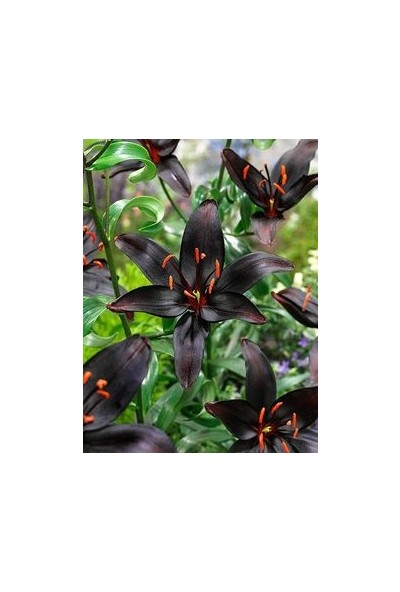 Nandina Botanik 3 Adet Siyah Kokulu Lilyum (Zambak) Çiçeği Soğanı