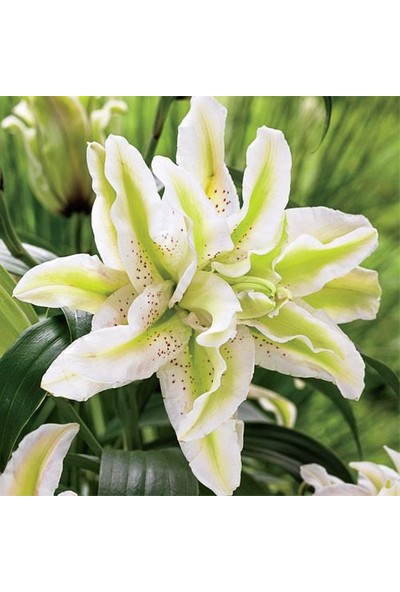 Nandina Botanik 3 Adet Yeşil Beyaz Kokulu Lilyum (Zambak) Çiçeği Soğanı