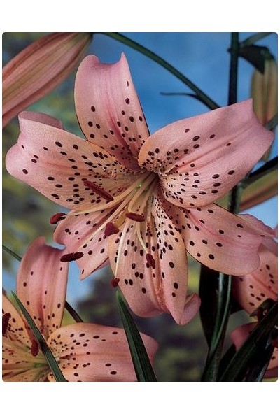 Nandina Botanik 3 Adet Çilli Gülkurusu Kokulu Lilyum (Zambak) Çiçeği Soğanı Nandina Botanik 3 Adet Çilli Gülkurusu Kokulu Lilyum (Zambak) Çiçeği Soğanı