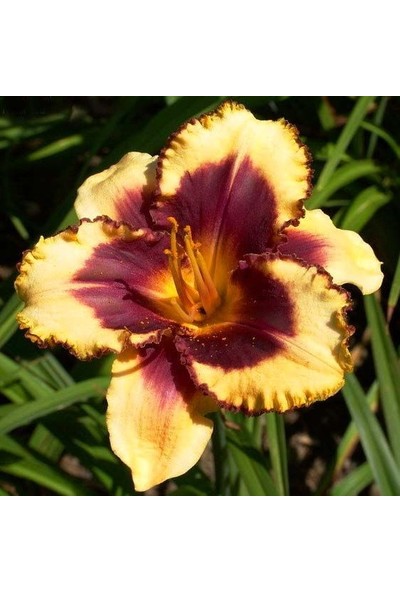 Nandina Botanik 3 Adet Katmerli Kahverengi Kokulu Lilyum (Zambak) Çiçeği Soğanı