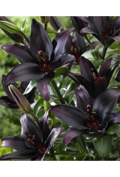 Nandina Botanik 3 Adet Siyah Bordo Kokulu Lilyum (Zambak) Çiçeği Soğanı
