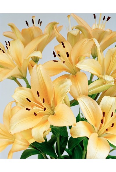 Nandina Botanik 3 Adet Soft Sarı Kokulu Lilyum (Zambak) Çiçeği Soğanı