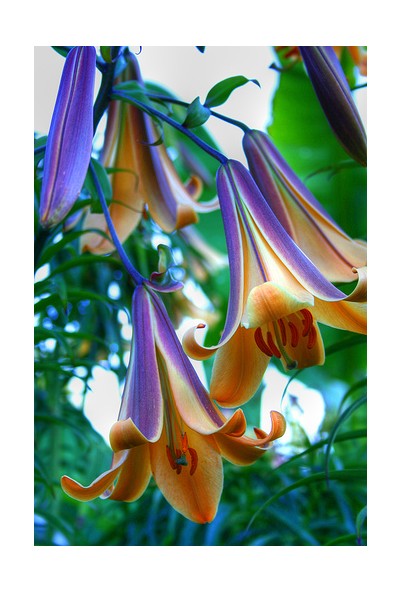 Nandina Botanik 3 Adet Özel Renkli Kokulu Lilyum (Zambak) Çiçeği Soğanı