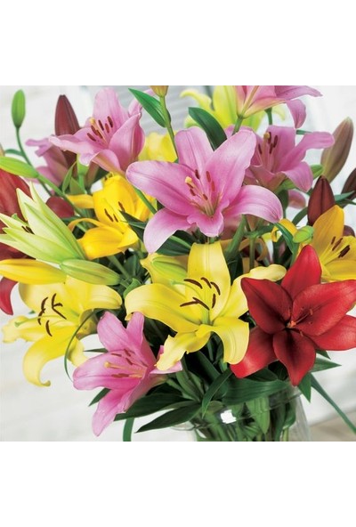 Nandina Botanik 7 Adet Full Karışık Kokulu Lilyum (Zambak) Çiçeği Soğanı