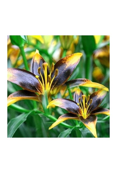 Nandina Botanik 3 Adet Sarı Kenarlı Siyah Kokulu Lilyum (Zambak) Çiçeği Soğanı