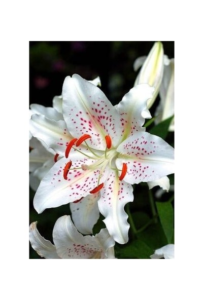 Nandina Botanik 3 Adet Turuncu Çilli Beyaz Kokulu Lilyum (Zambak) Çiçeği Soğanı