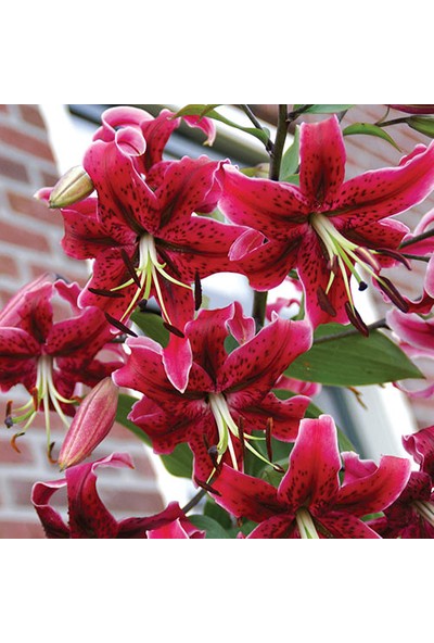 Nandina Botanik 3 Adet Kırmızı Kokulu Lilyum (Zambak) Çiçeği Soğanı