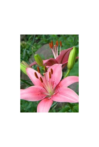 Nandina Botanik 3 Adet Açık Pembe Kokulu Lilyum (Zambak) Çiçeği Soğanı Nandina Botanik 3 Adet Açık Pembe Kokulu Lilyum (Zambak) Çiçeği Soğanı