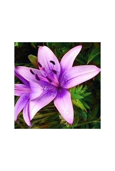 Nandina Botanik 3 Adet Eflatun Kokulu Lilyum (Zambak) Çiçeği Soğanı