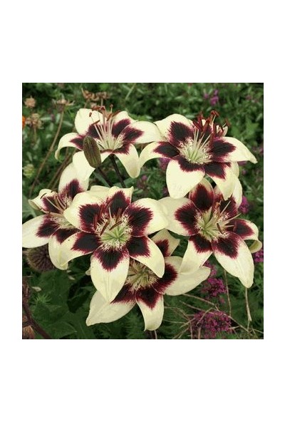 Nandina Botanik 3 Adet Bordo Krem Rengi Kokulu Lilyum (Zambak) Çiçeği Soğanı