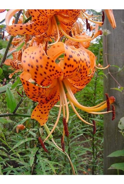 Nandina Botanik 3 Adet Çilli Koyu Turuncu Kokulu Lilyum (Zambak) Çiçeği Soğanı Nandina Botanik 3 Adet Çilli Koyu Turuncu Kokulu Lilyum (Zambak) Çiçeği Soğanı