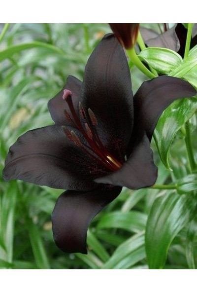 Nandina Botanik 3 Adet Koyu Kömür Siyahı Kokulu Lilyum (Zambak) Çiçeği Soğanı