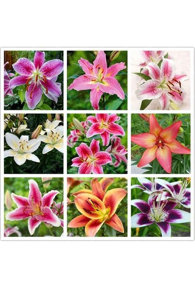 Nandina Botanik 9'lu Karışık Renkli Kokulu Lilyum (Zambak) Çiçeği Soğanı