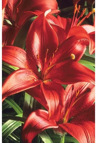 Nandina Botanik 3 Adet Kiremit Rengi Kokulu Lilyum (Zambak) Çiçeği Soğanı Nandina Botanik 3 Adet Kiremit Rengi Kokulu Lilyum (Zambak) Çiçeği Soğanı