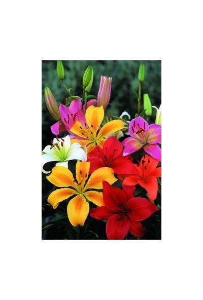 Nandina Botanik 5 Adet Karışık Pastel Renkli Kokulu Lilyum (Zambak) Çiçeği Soğanı