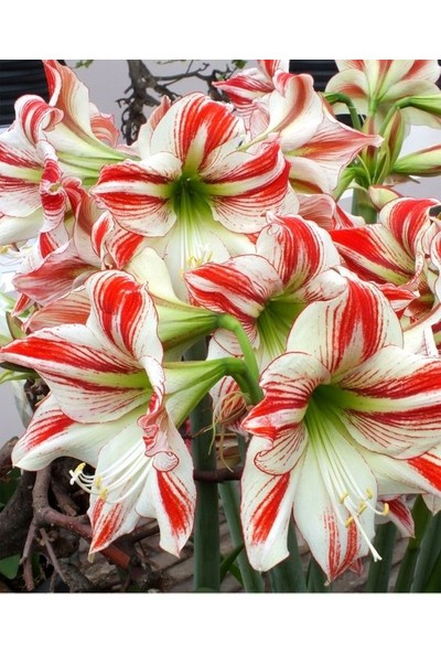 Nandina Botanik 3 Adet Kırmızı Beyaz Şeritli Kokulu Lilyum (Zambak) Çiçeği Soğanı