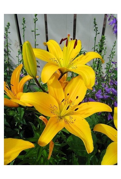 Nandina Botanik 3 Adet Canlı Sarı Kokulu Lilyum (Zambak) Çiçeği Soğanı Nandina Botanik 3 Adet Canlı Sarı Kokulu Lilyum (Zambak) Çiçeği Soğanı