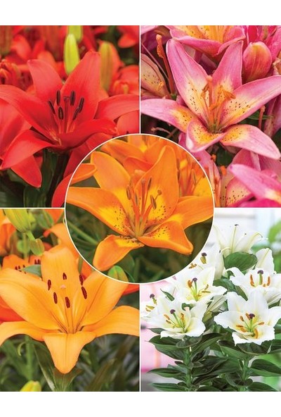 Nandina Botanik 5 Adet Mis Kokulu Karışık Reklerde Lilyum (Zambak) Çiçeği Soğanı