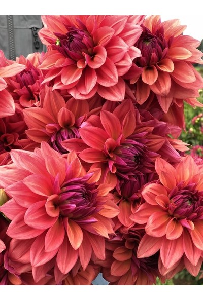 Nandina Botanik 3 Adet Yıldız Çiçeği Soğanı ( Dahlıa Yumrusu) Dev Mercan