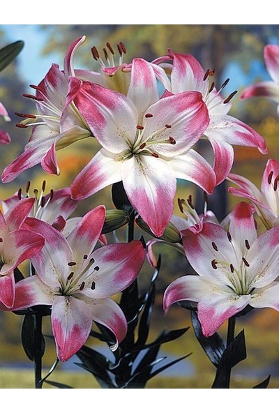 Nandina Botanik 3 Adet Pembe Kenarlı Beyaz Kokulu Lilyum (Zambak) Çiçeği Soğanı Nandina Botanik 3 Adet Pembe Kenarlı Beyaz Kokulu Lilyum (Zambak) Çiçeği Soğanı