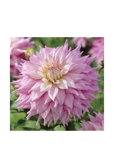 Nandina Botanik 3 Adet Yıldız Çiçeği Soğanı ( Dahlıa Yumrusu) Dev Pembe Renk Nandina Botanik 3 Adet Yıldız Çiçeği Soğanı ( Dahlıa Yumrusu) Dev Pembe Renk