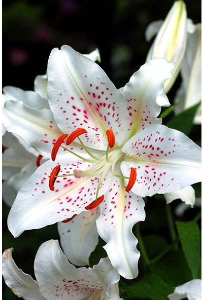 Nandina Botanik 3 Adet Beyaz Renkli Turuncu Çilli Kokulu Lilyum (Zambak) Çiçeği Soğanı Nandina Botanik 3 Adet Beyaz Renkli Turuncu Çilli Kokulu Lilyum (Zambak) Çiçeği Soğanı