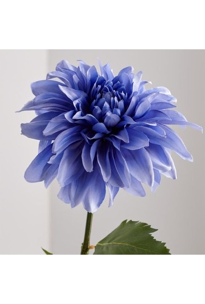 Nandina Botanik 3 Adet Yıldız Çiçeği Soğanı ( Dahlıa Yumrusu) Mavi