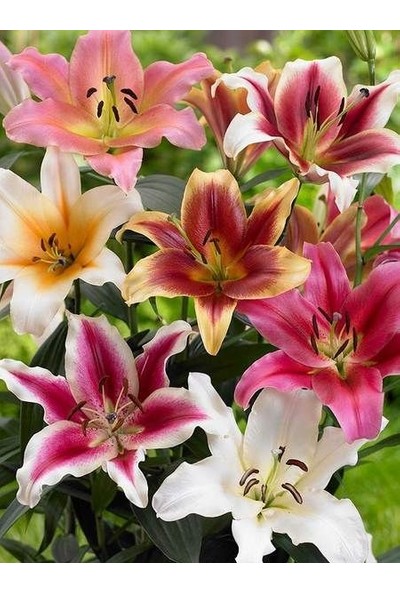 Nandina Botanik 5 Adet Renkli Kenarlı Karışık Kokulu Lilyum (Zambak) Çiçeği Soğanı