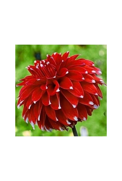 Nandina Botanik 3 Adet Yıldız Çiçeği Soğanı ( Dahlıa Yumrusu) Beyaz Uçlu Kırmızı